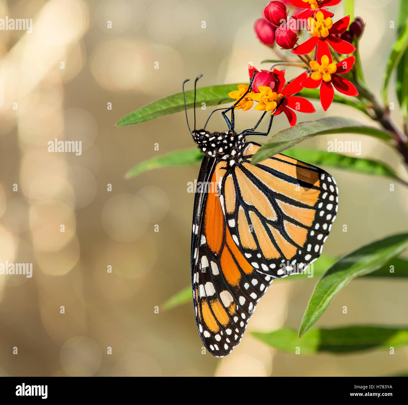 Monarch butterfly (Danaus plexippus) feeding on tropical milkweed ...