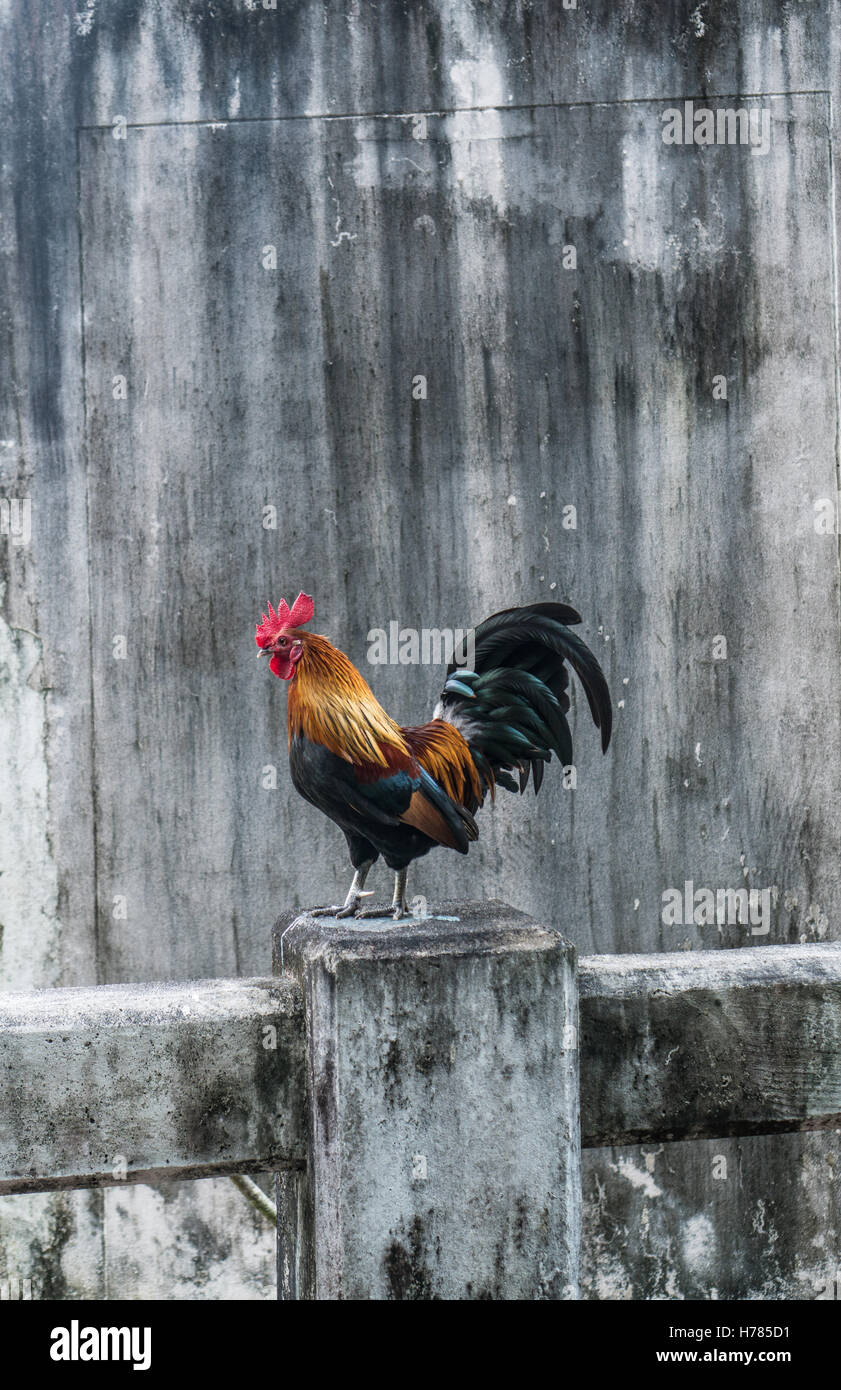 Beautiful rooster standing on the fence over concrete gray wall ...