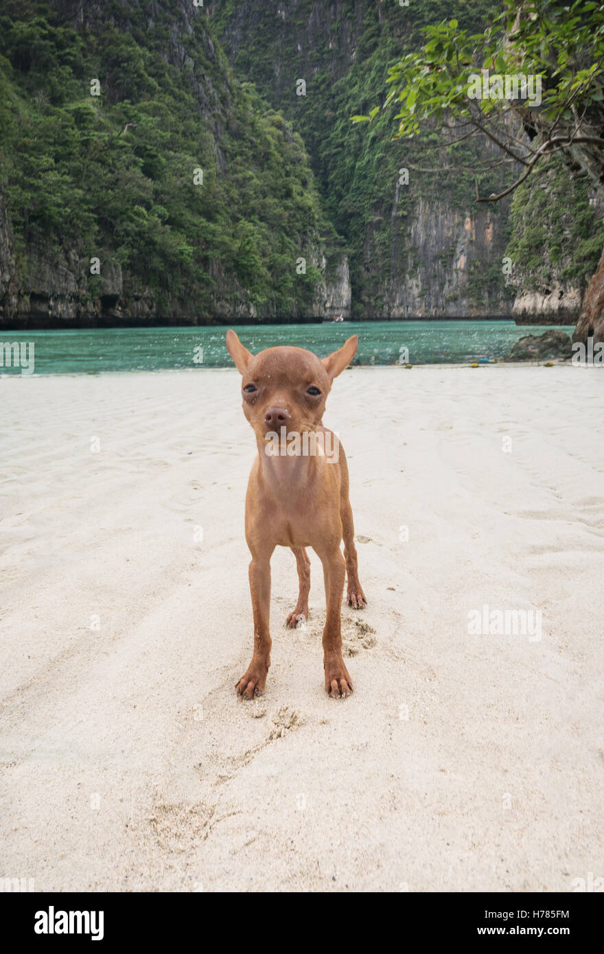Happy cute miniature ginger pinscher puppy standing on the tropical ...