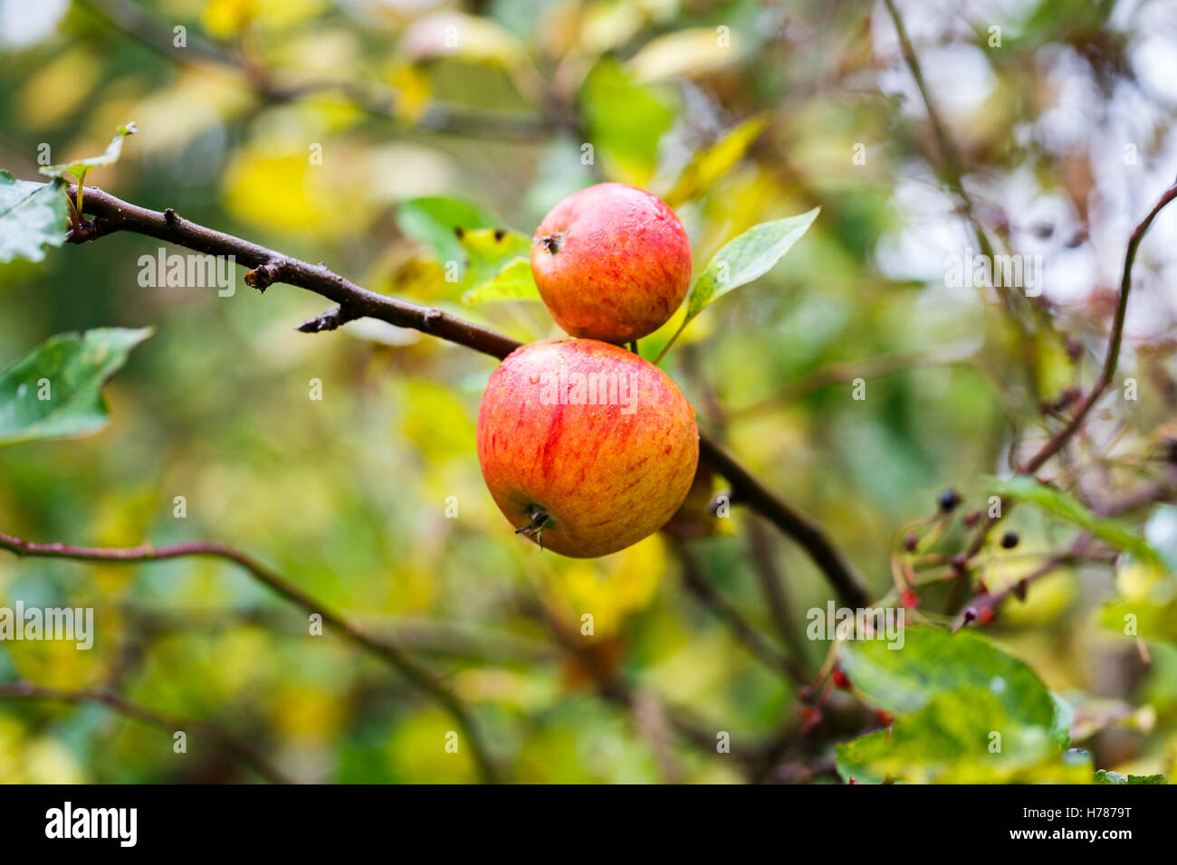 A pair of rosy red eating apples growing and ripening on the branch of ...