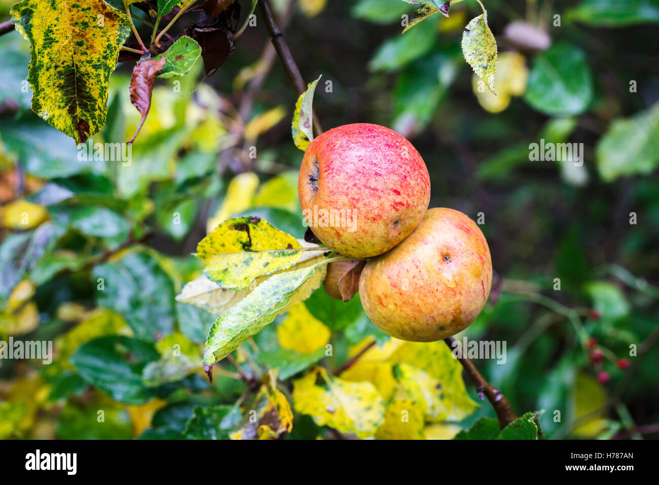 A pair of rosy red eating apples growing and ripening on the branch of ...