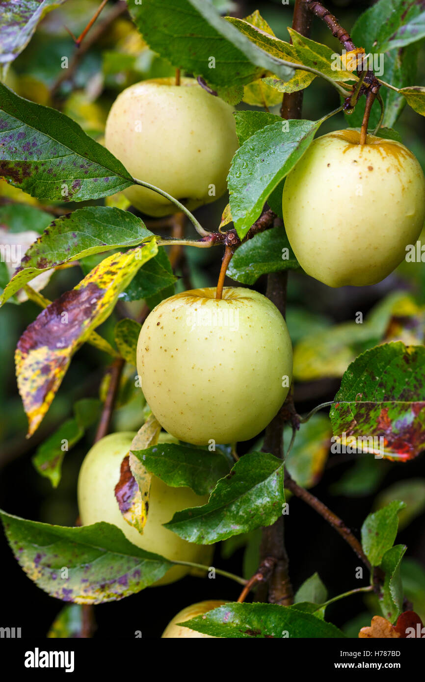 Green eating apples growing and ripening on a tree in autumn in ...