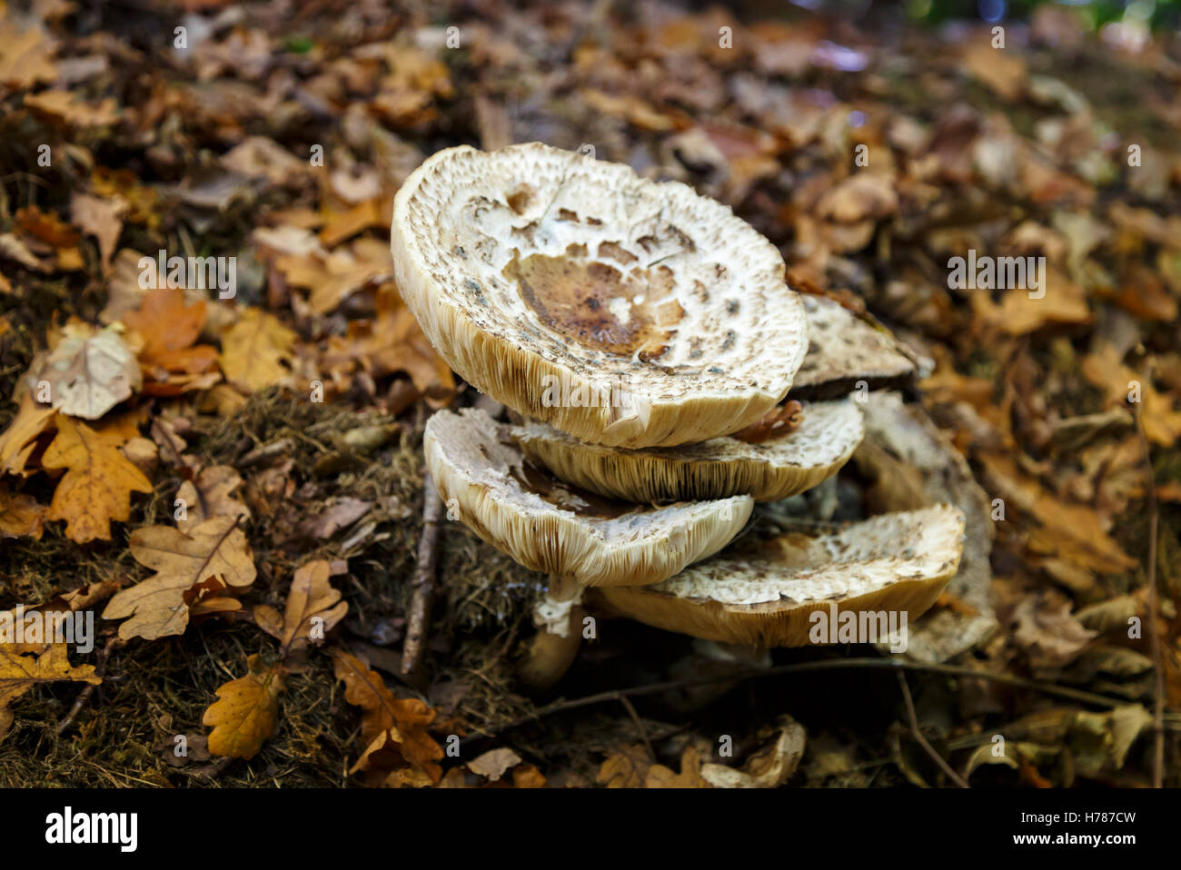 Group of large brown toadstools with large gills growing amongst fallen ...