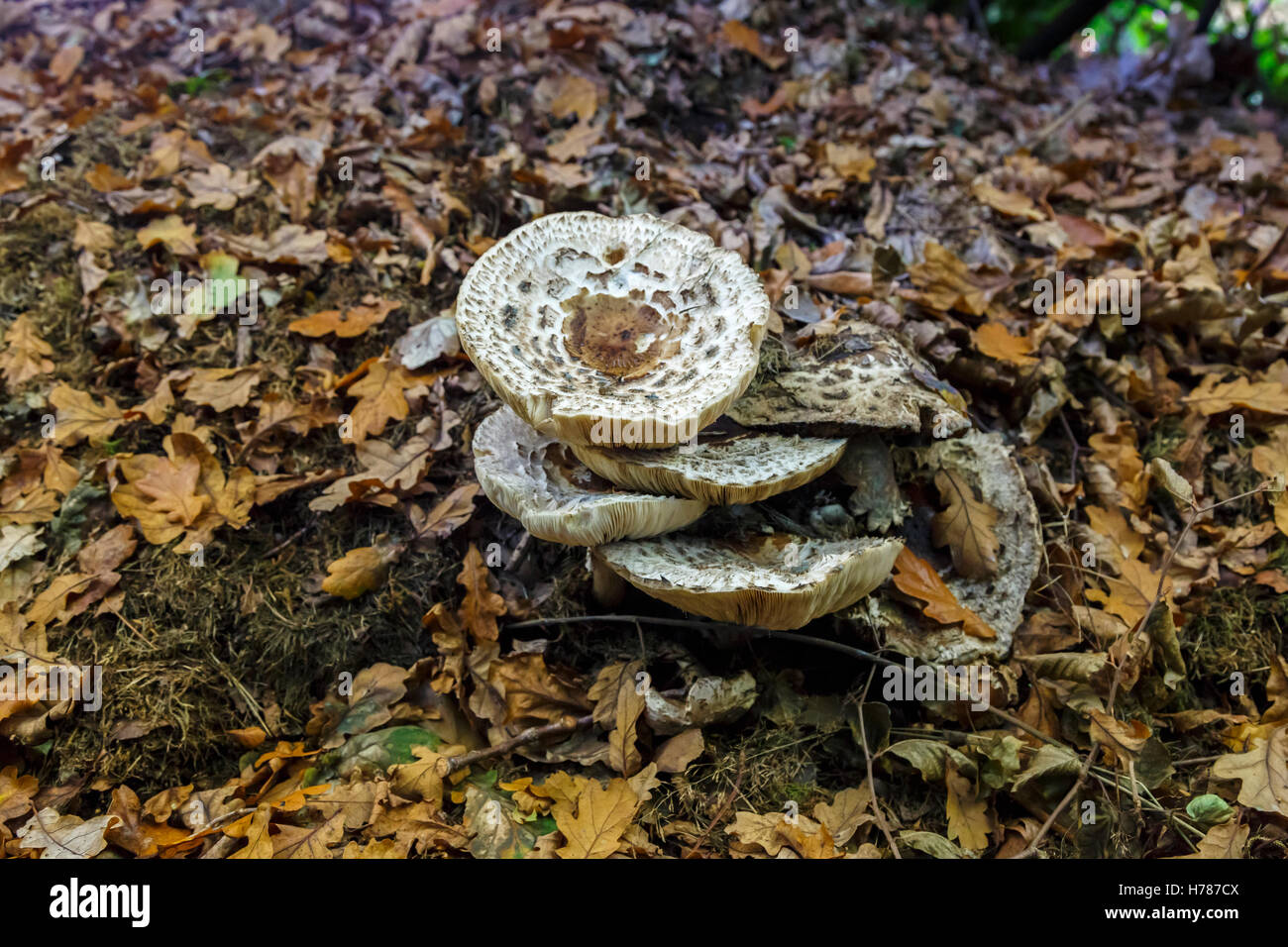 Group of large brown toadstools with large gills growing amongst fallen ...