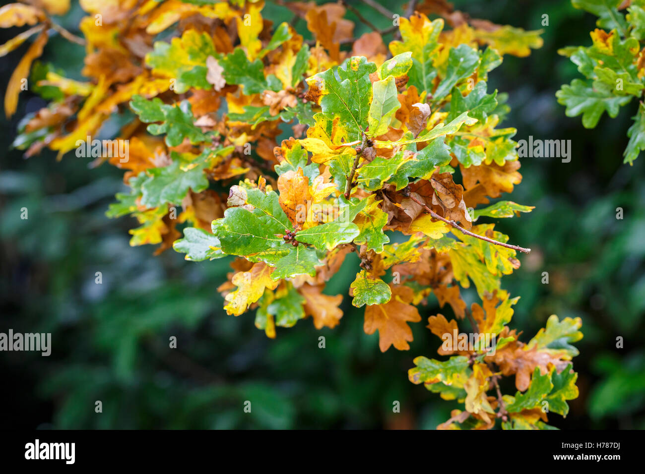 Leaves of an English oak tree (Quercus robur) in the autumn with ...