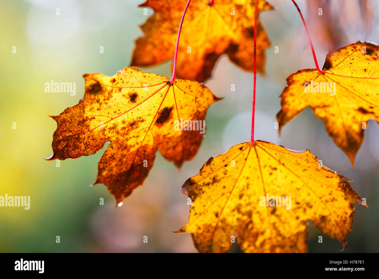 Wet sycamore (Acer pseudoplatanus) leaves in yellow and brown autumn ...