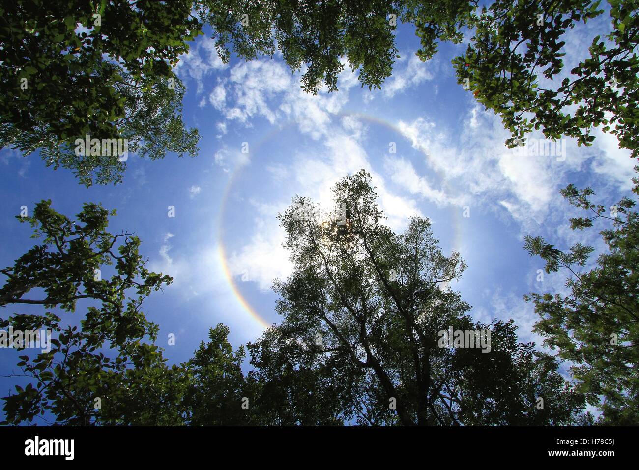 Silhouette of big trees with sun corona on blue sky Stock Photo - Alamy