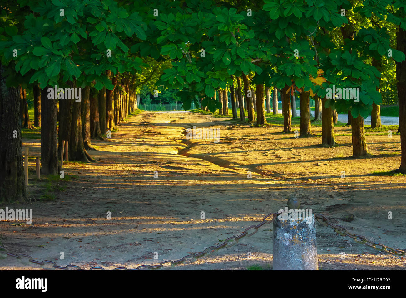 Old trees in picturesque alley park Stock Photo - Alamy