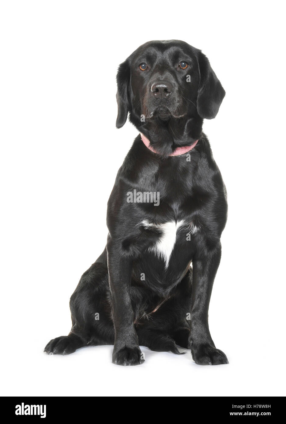 Hi-key studio images of Pedigree Black Labrador Dog Stock Photo - Alamy