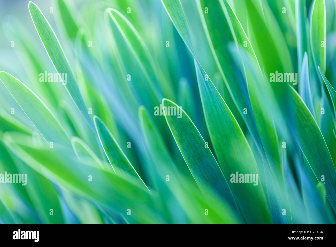 Green grass hi-res stock photography and images - Alamy