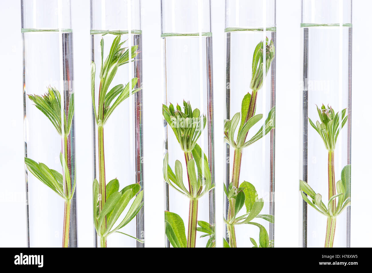 Bio engineered plant hi-res stock photography and images - Alamy