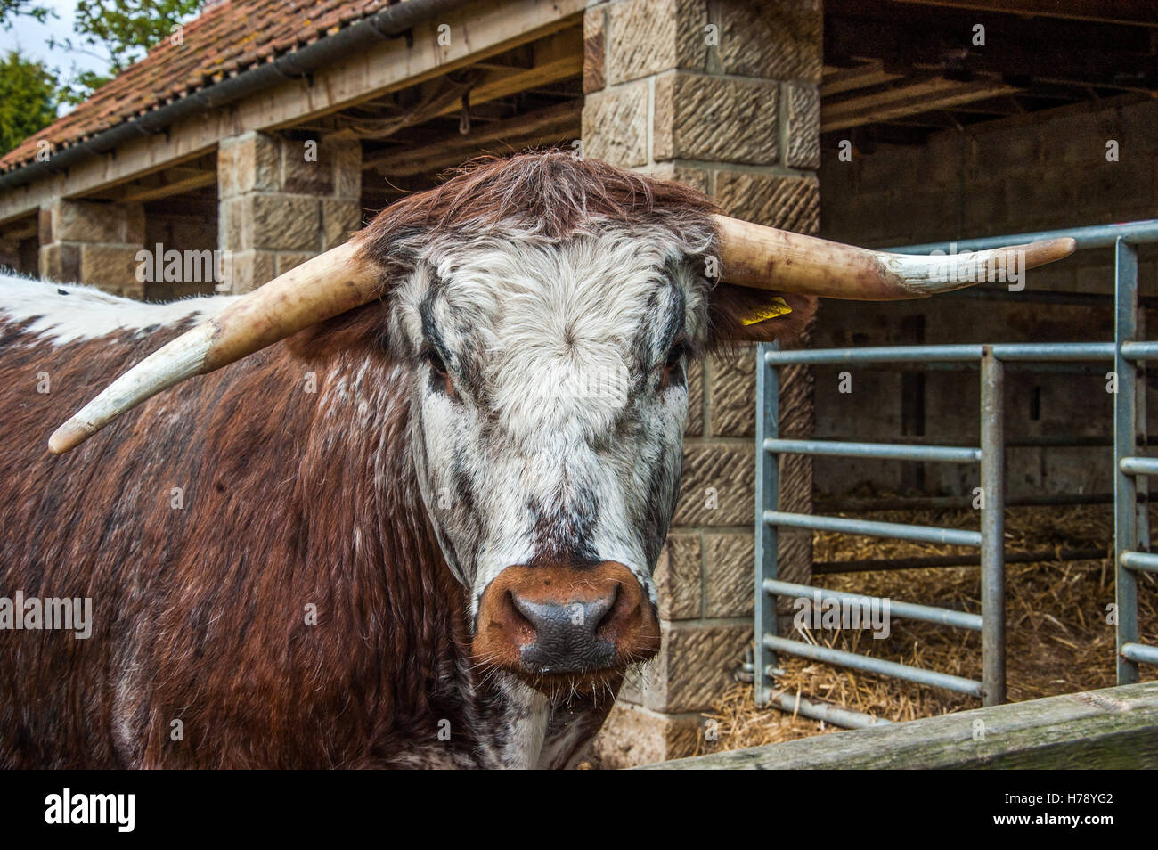 Old English Longhorn Cattle High Resolution Stock Photography and ...