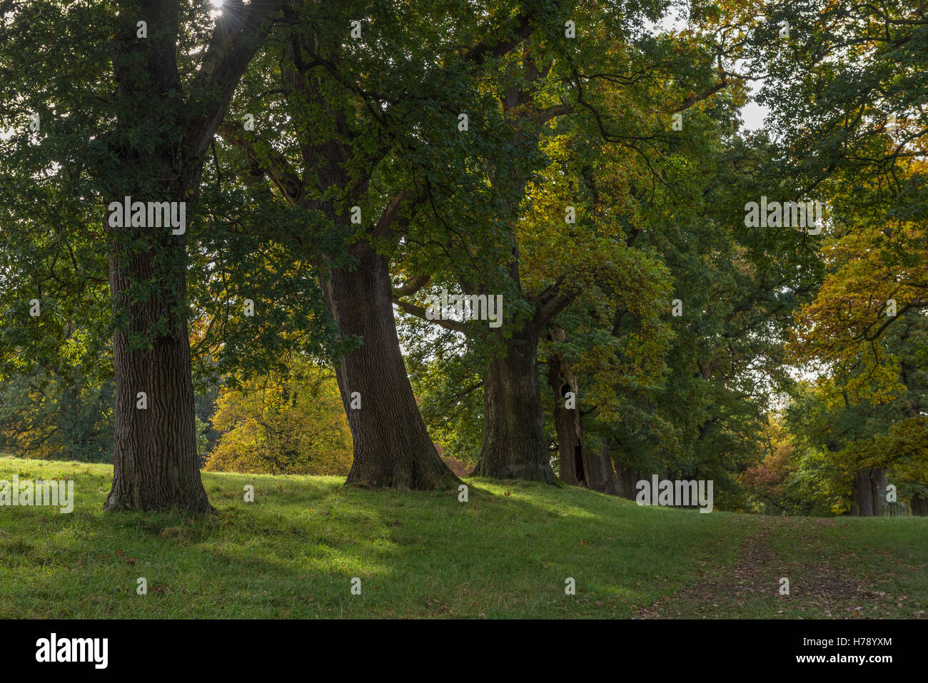 Oak Trees in Levens Park near Milnthorpe Cumbria Stock Photo - Alamy