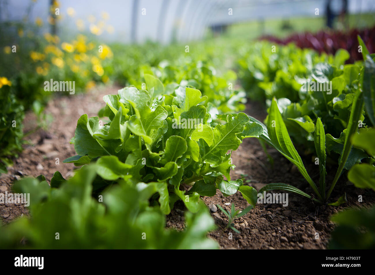 Ecological farming organic farming hi-res stock photography and images ...