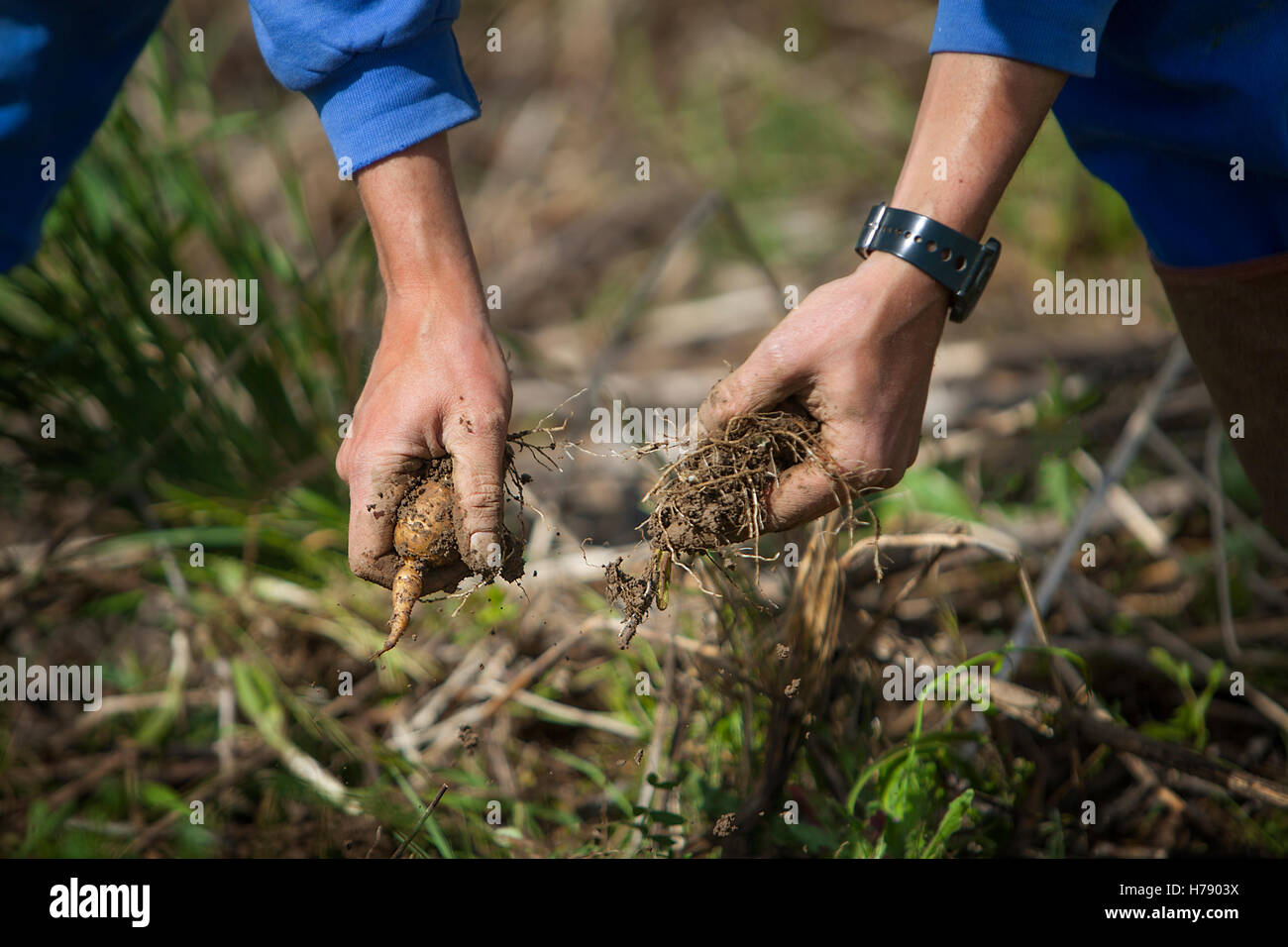 Soil ecological farming hi-res stock photography and images - Alamy