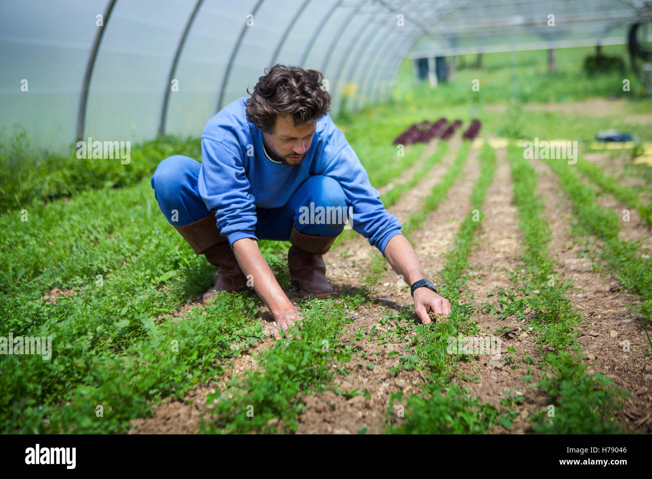 Organic weed control hi-res stock photography and images - Alamy
