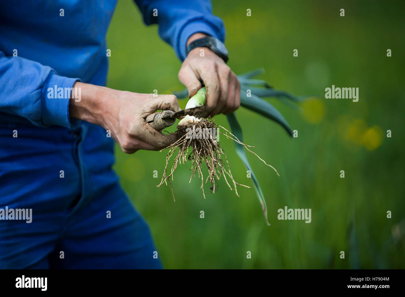 Farming roots hi-res stock photography and images - Alamy