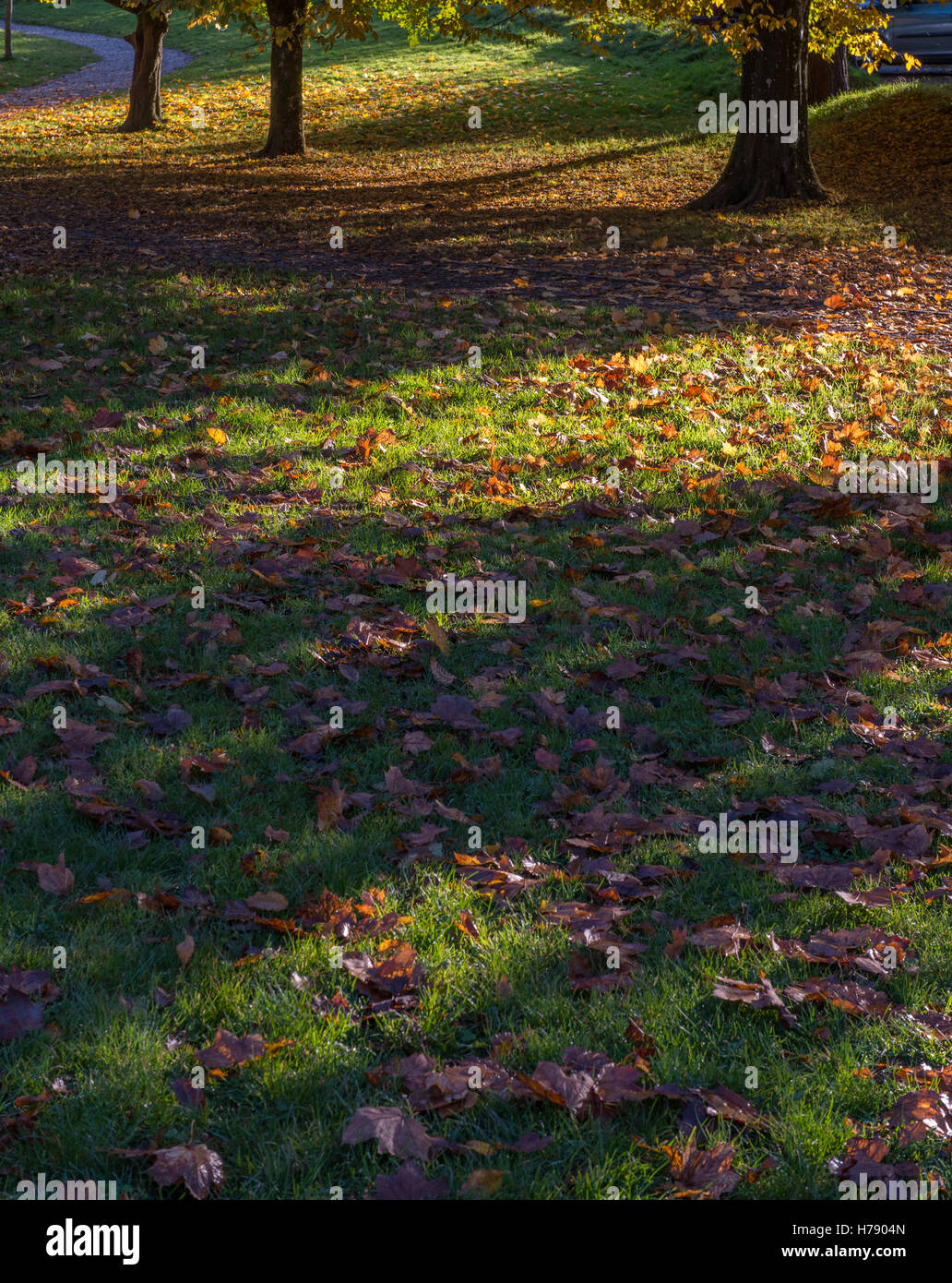 Autumn shadows scene hi-res stock photography and images - Alamy