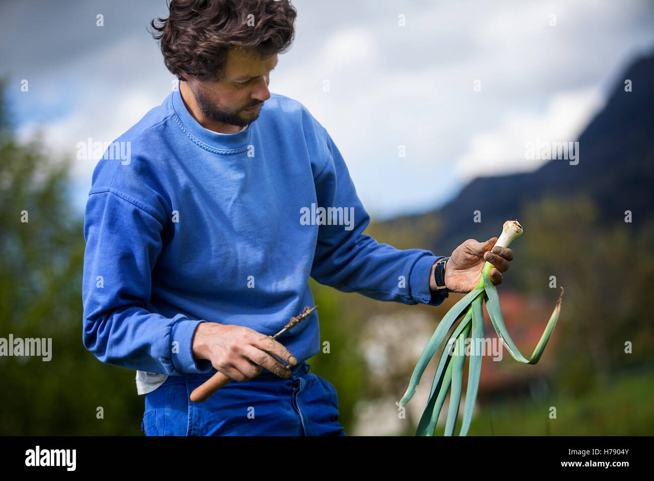Reaping knife hi-res stock photography and images - Alamy