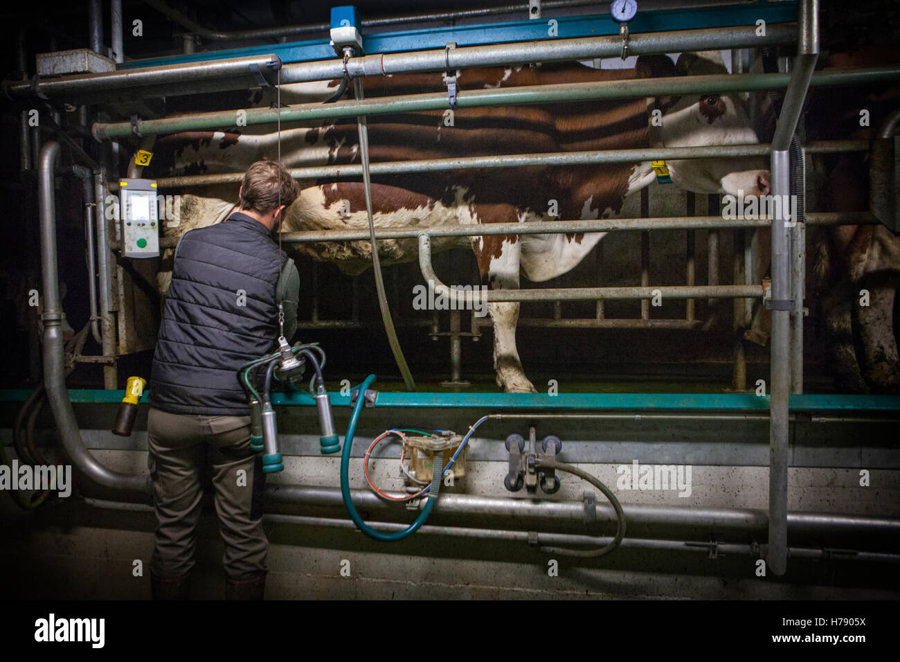 Milking machine human hi-res stock photography and images - Alamy
