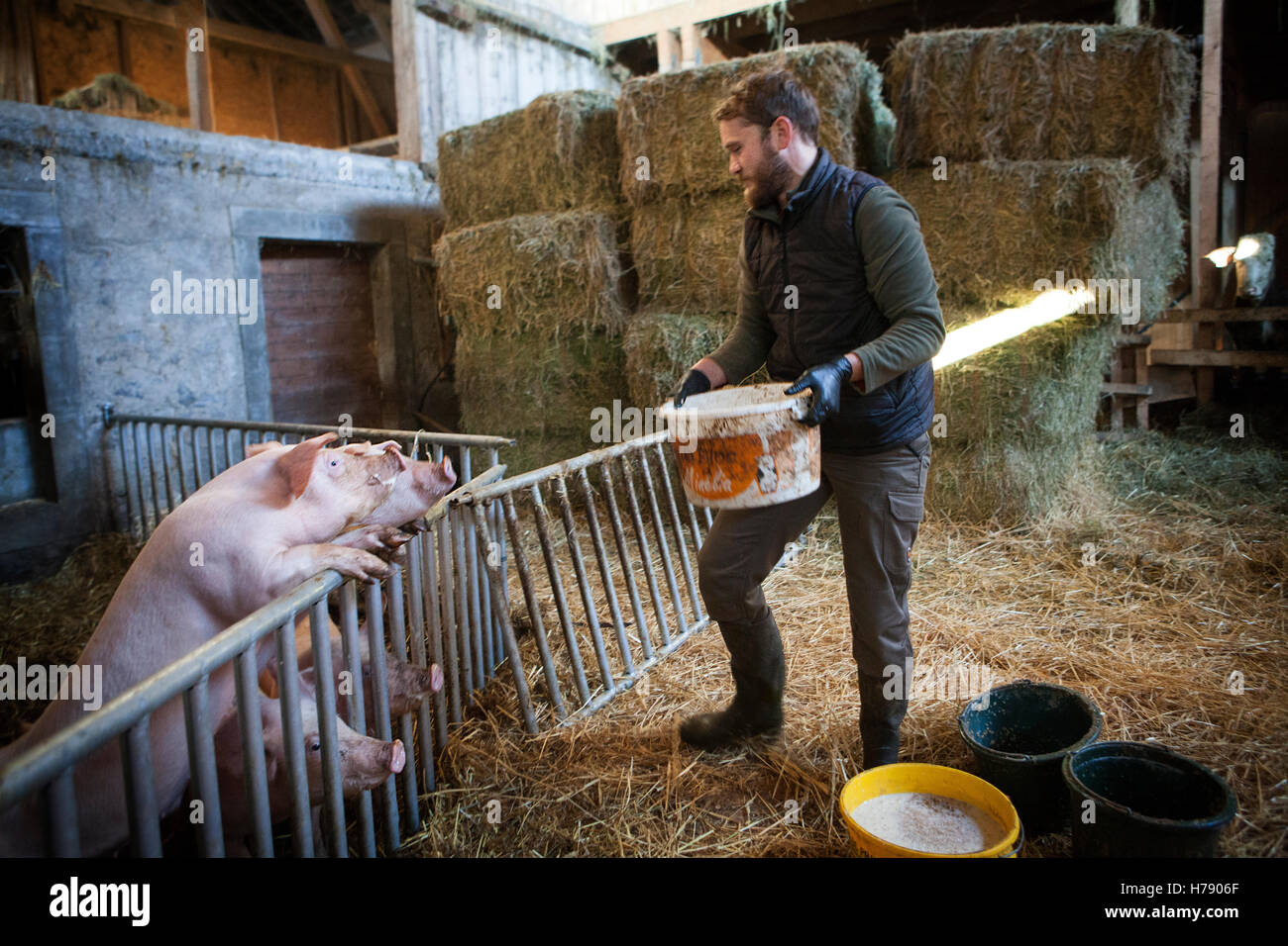 Indoor pig farming hi-res stock photography and images - Alamy