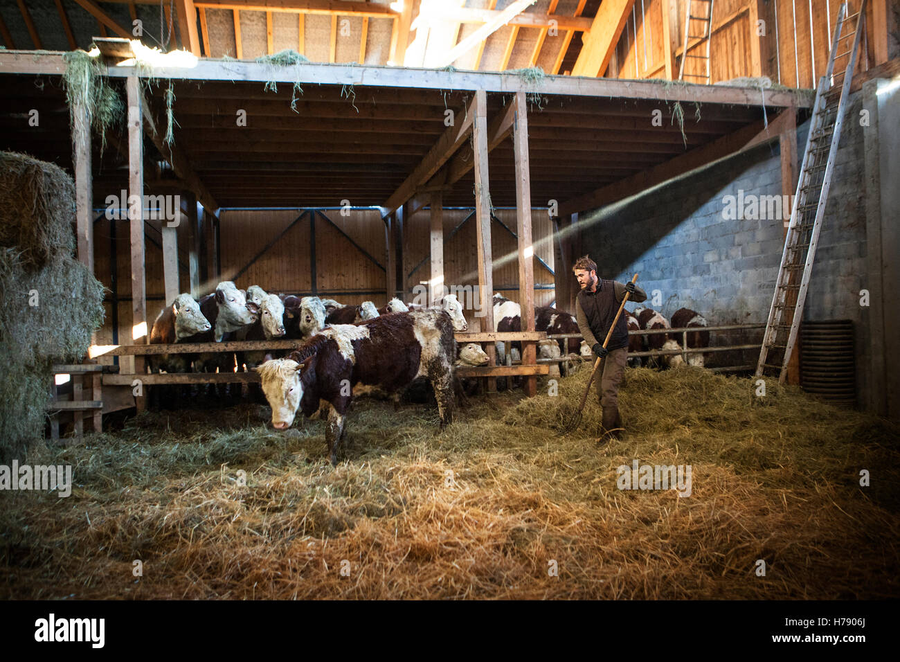 Single cattle sheds hi-res stock photography and images - Alamy