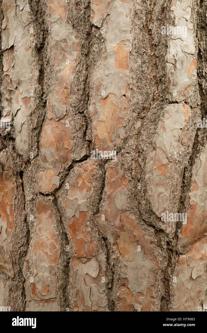 Tree bark pattern hi-res stock photography and images - Alamy