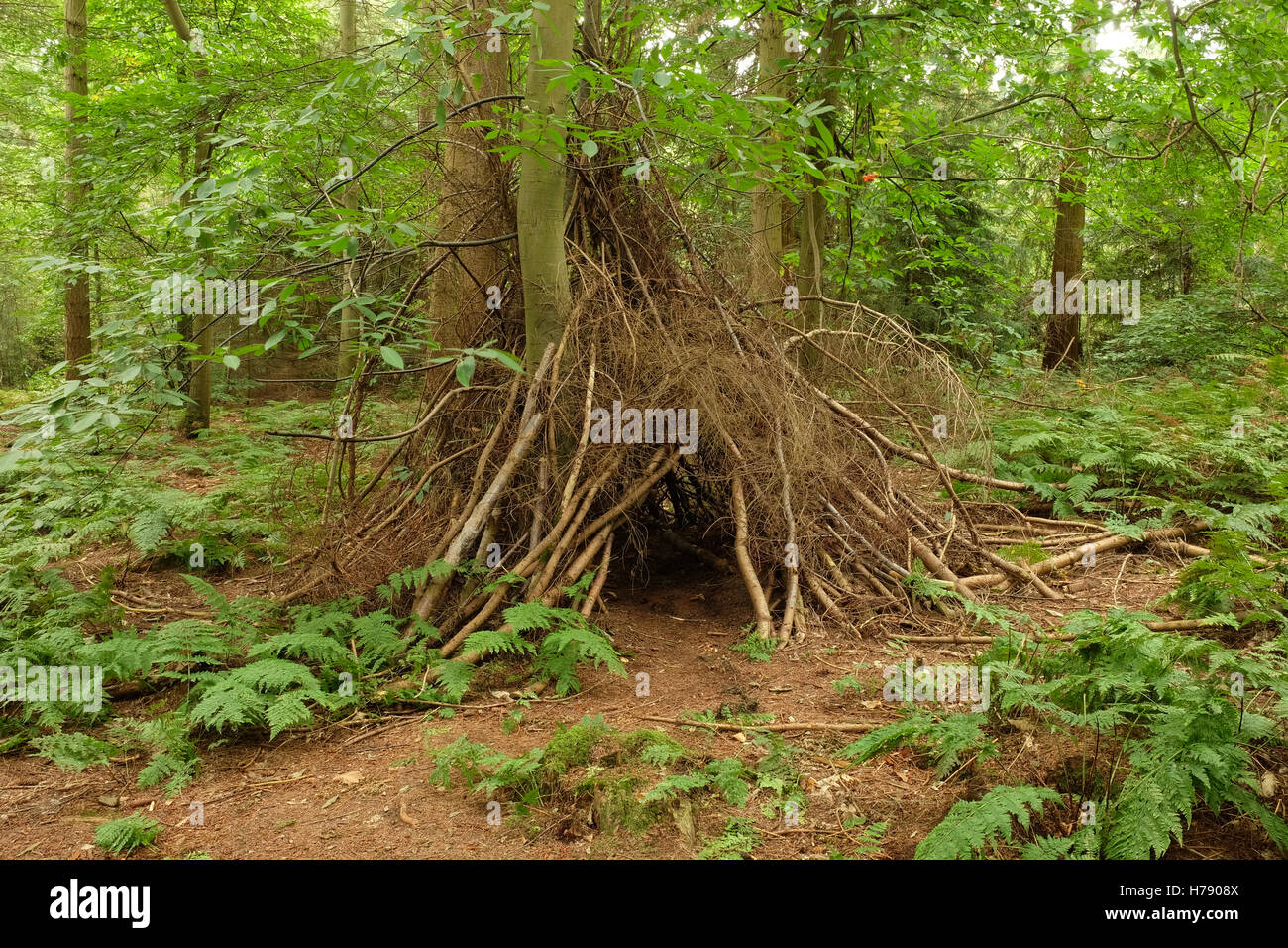 Woodland play hi-res stock photography and images - Alamy