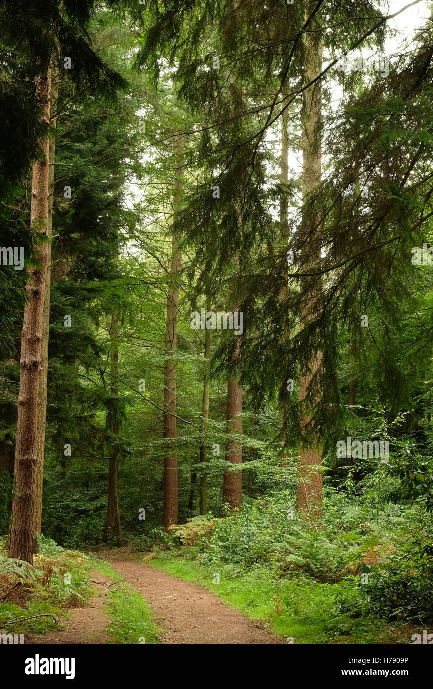 path through a forest Stock Photo - Alamy