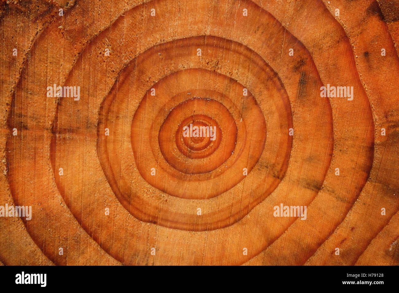 Wood concentric circles hi-res stock photography and images - Alamy