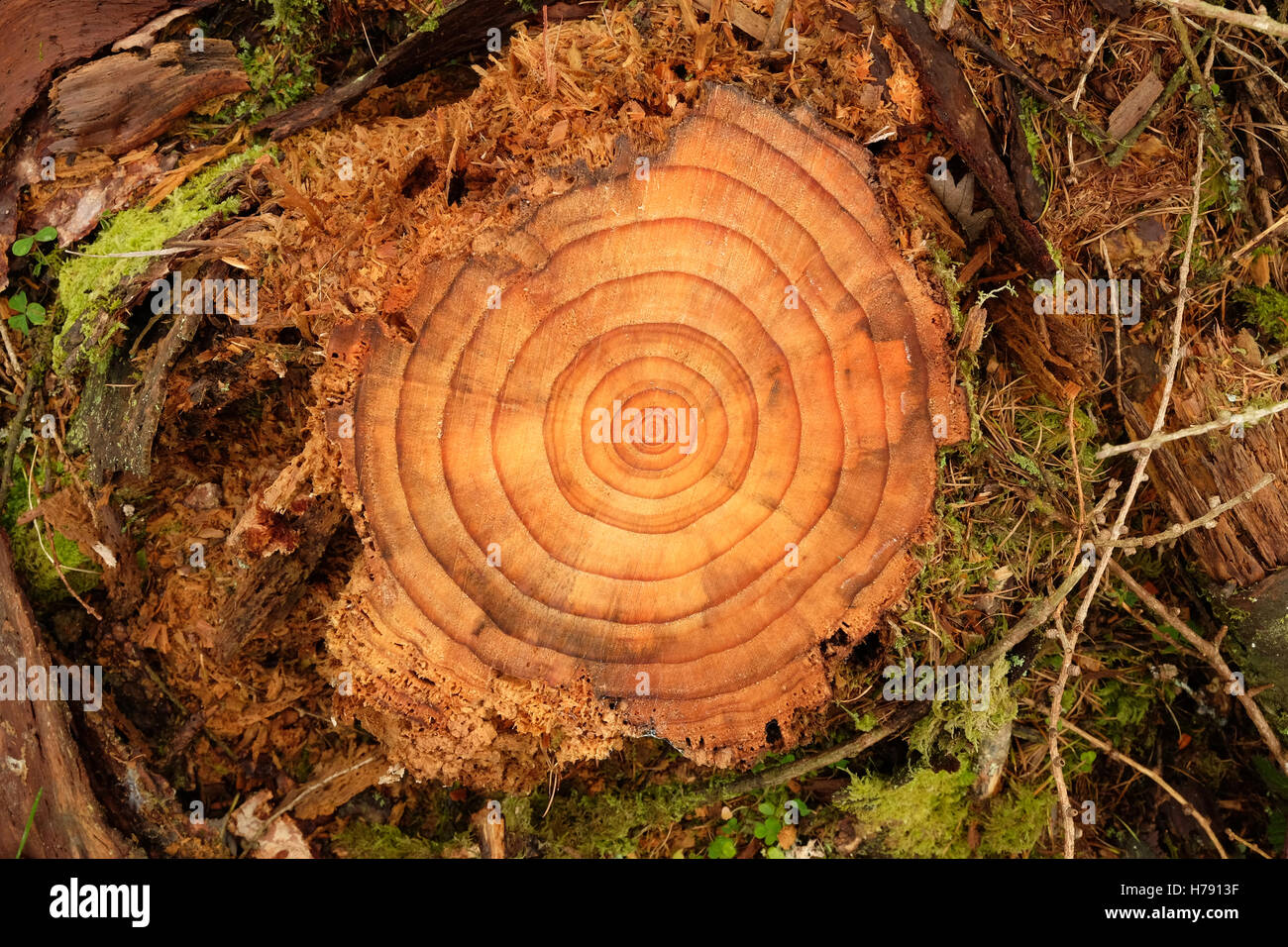 Heartwood Tree High Resolution Stock Photography and Images - Alamy
