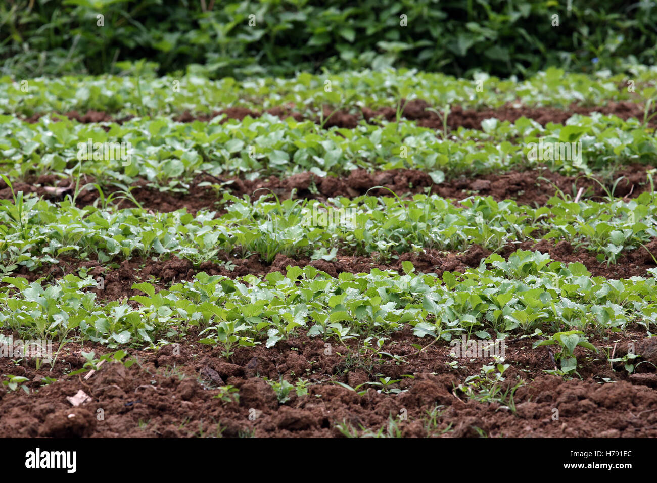 Vegetable plantlets hi-res stock photography and images - Alamy