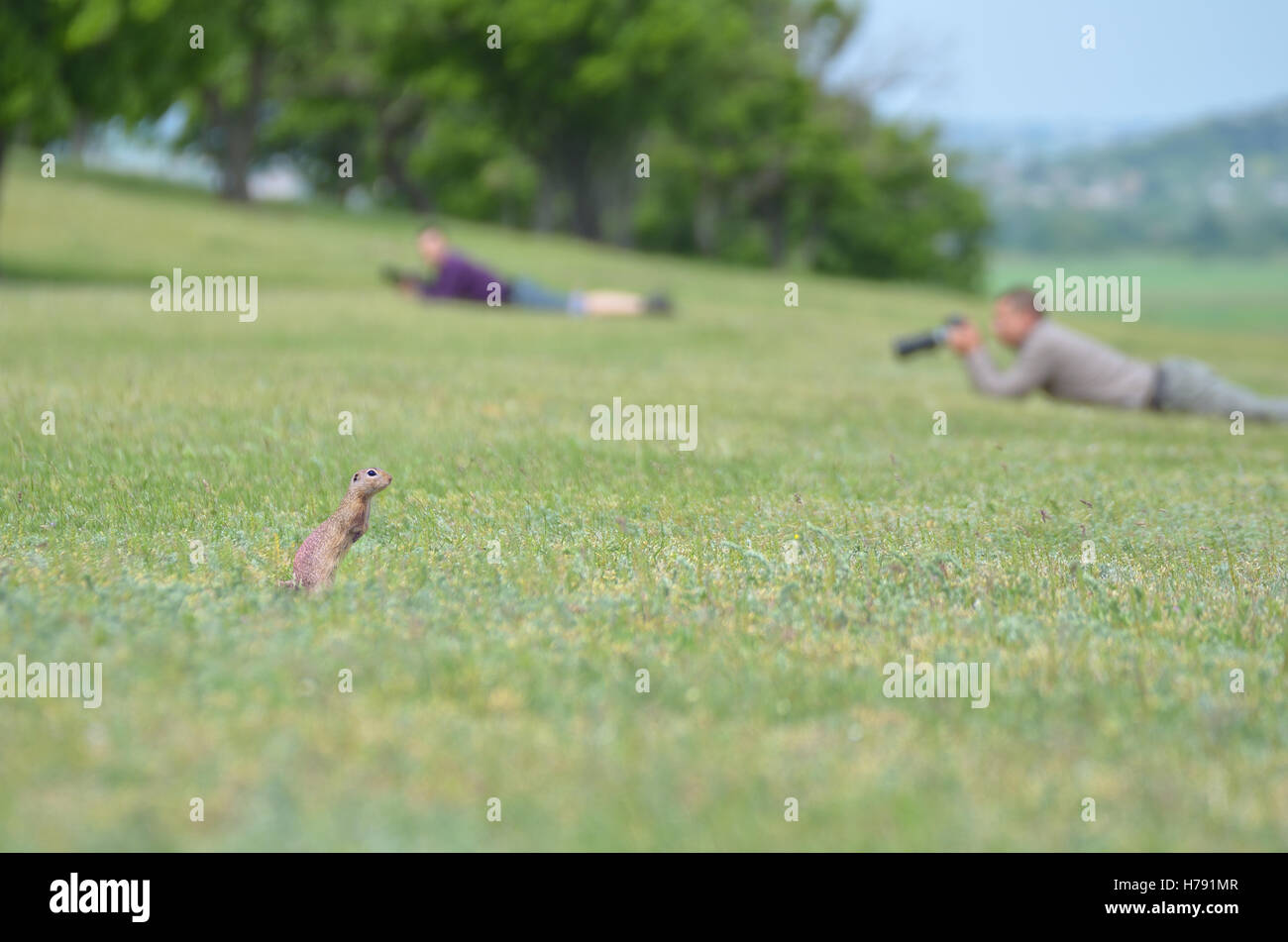 Funny gopher in green field against two blurry wildlife photographers ...