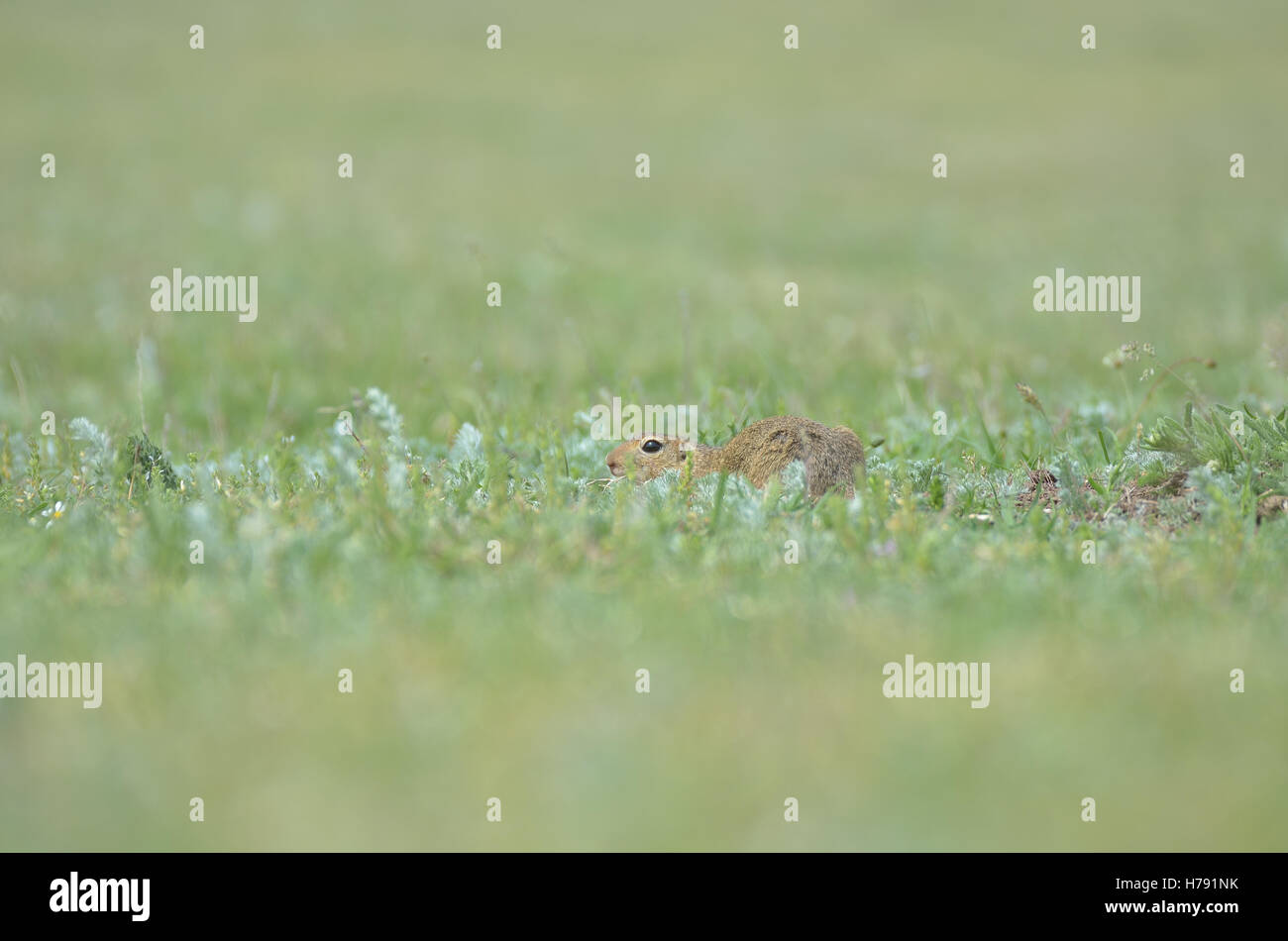 Gopher hole hi-res stock photography and images - Alamy
