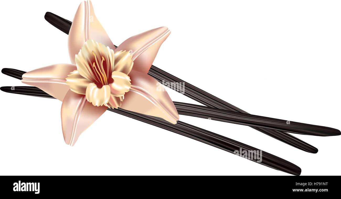 Realistic vanilla flower and pods, vector isolated objects on white ...