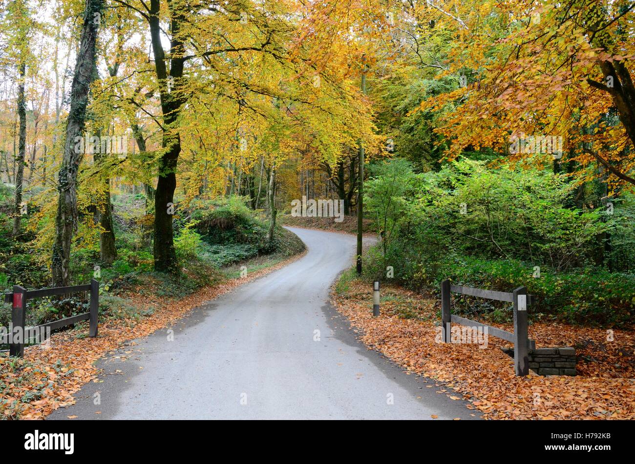 Narrow road through autumn tree lined Minwear Forest in autumn Canaston ...