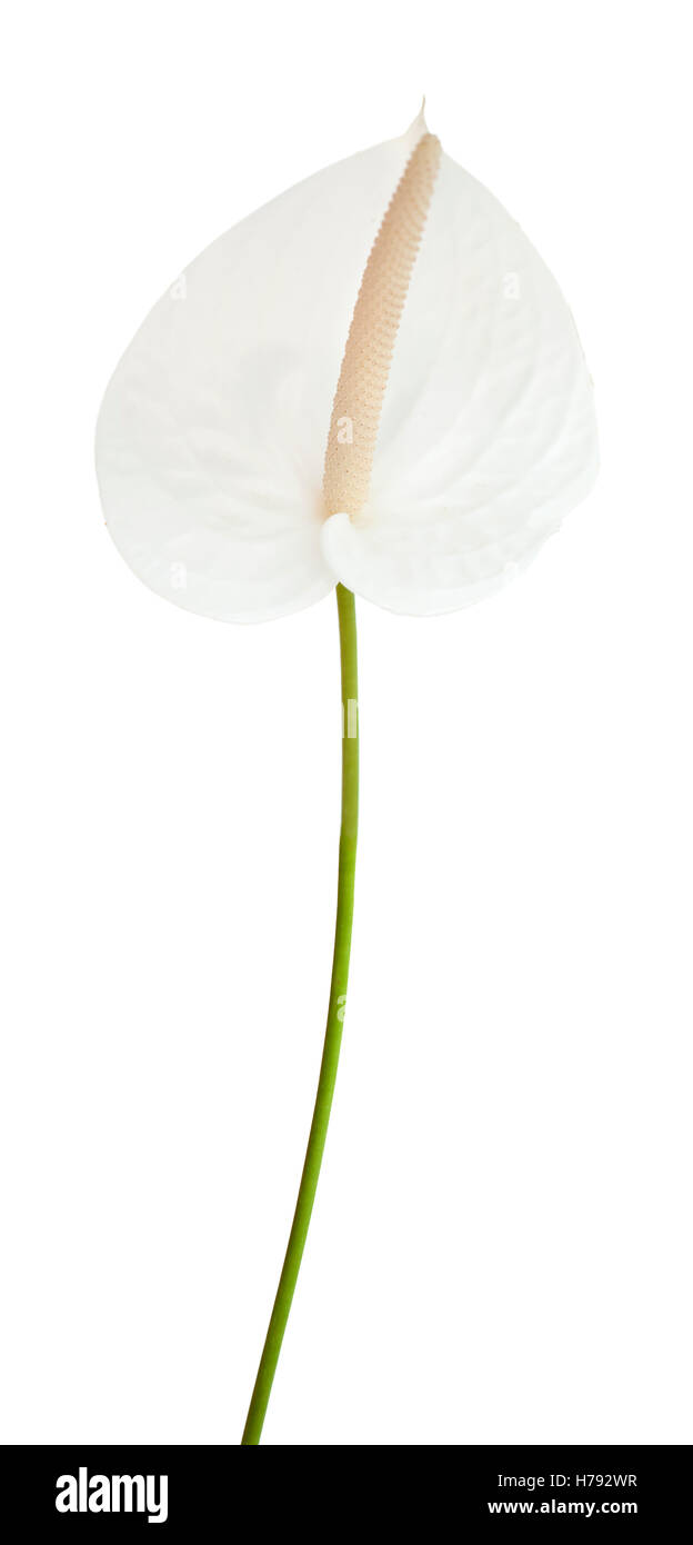 White Anthurium Flower