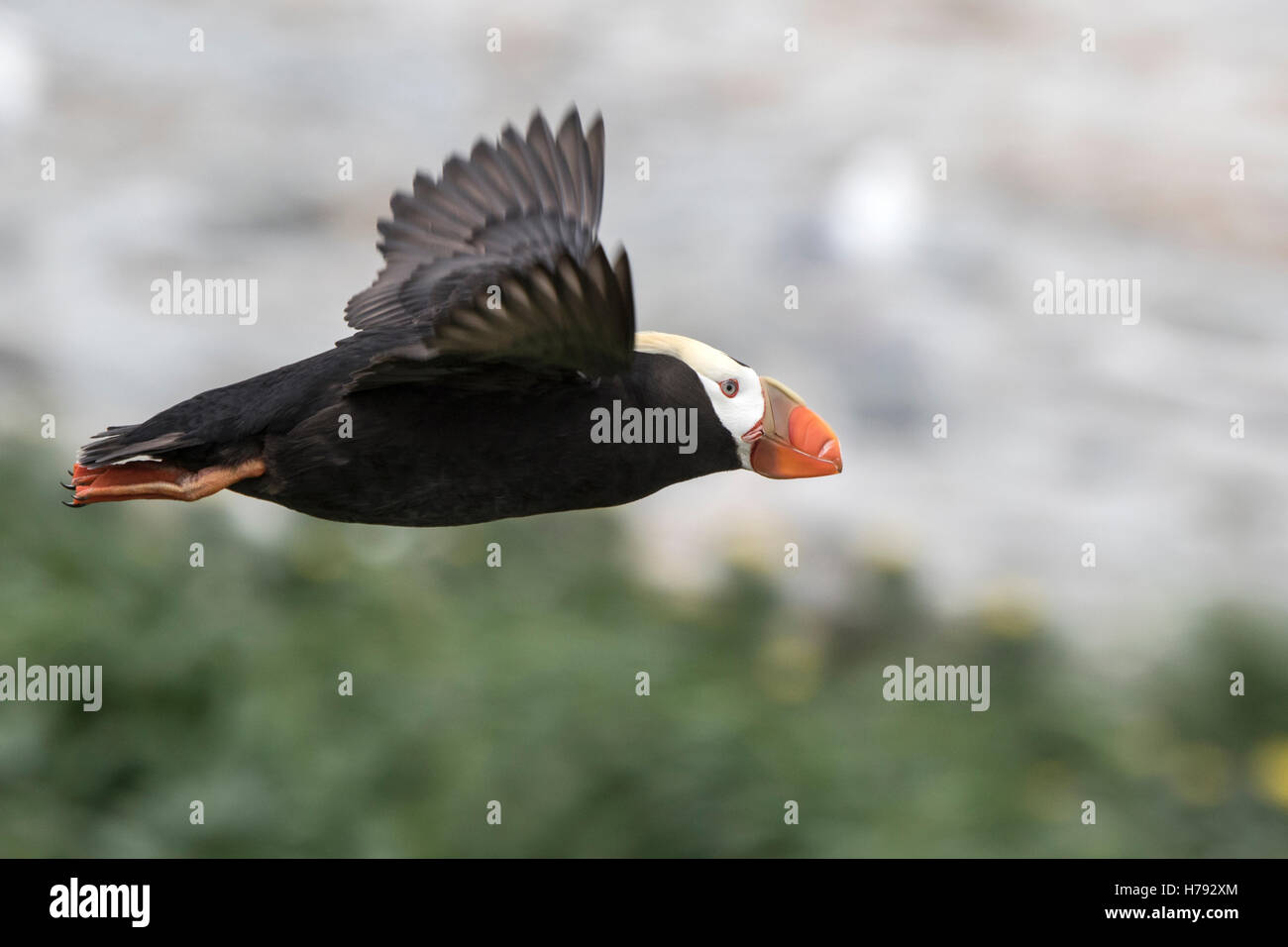 Pacific puffin hi-res stock photography and images - Alamy