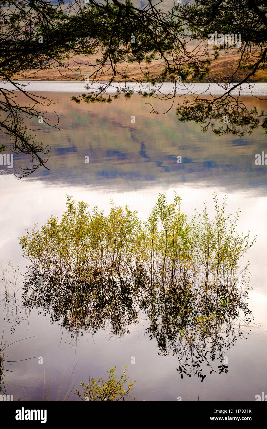 Plants growing at the edge of Loch Arklet, Loch Lomond & The Trossachs ...