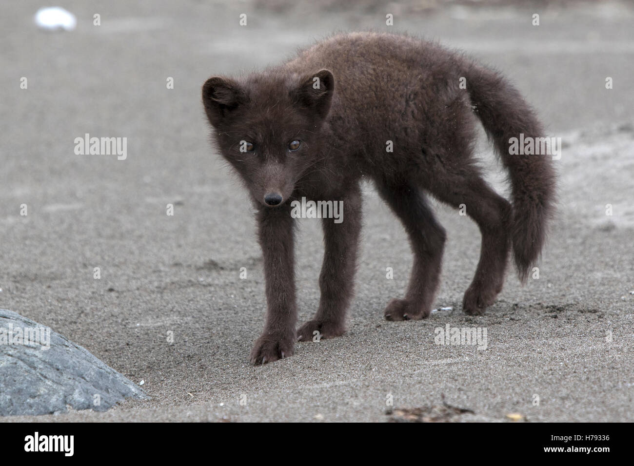 Young Commanders blue arctic fox standing on a sandy beach Stock Photo ...