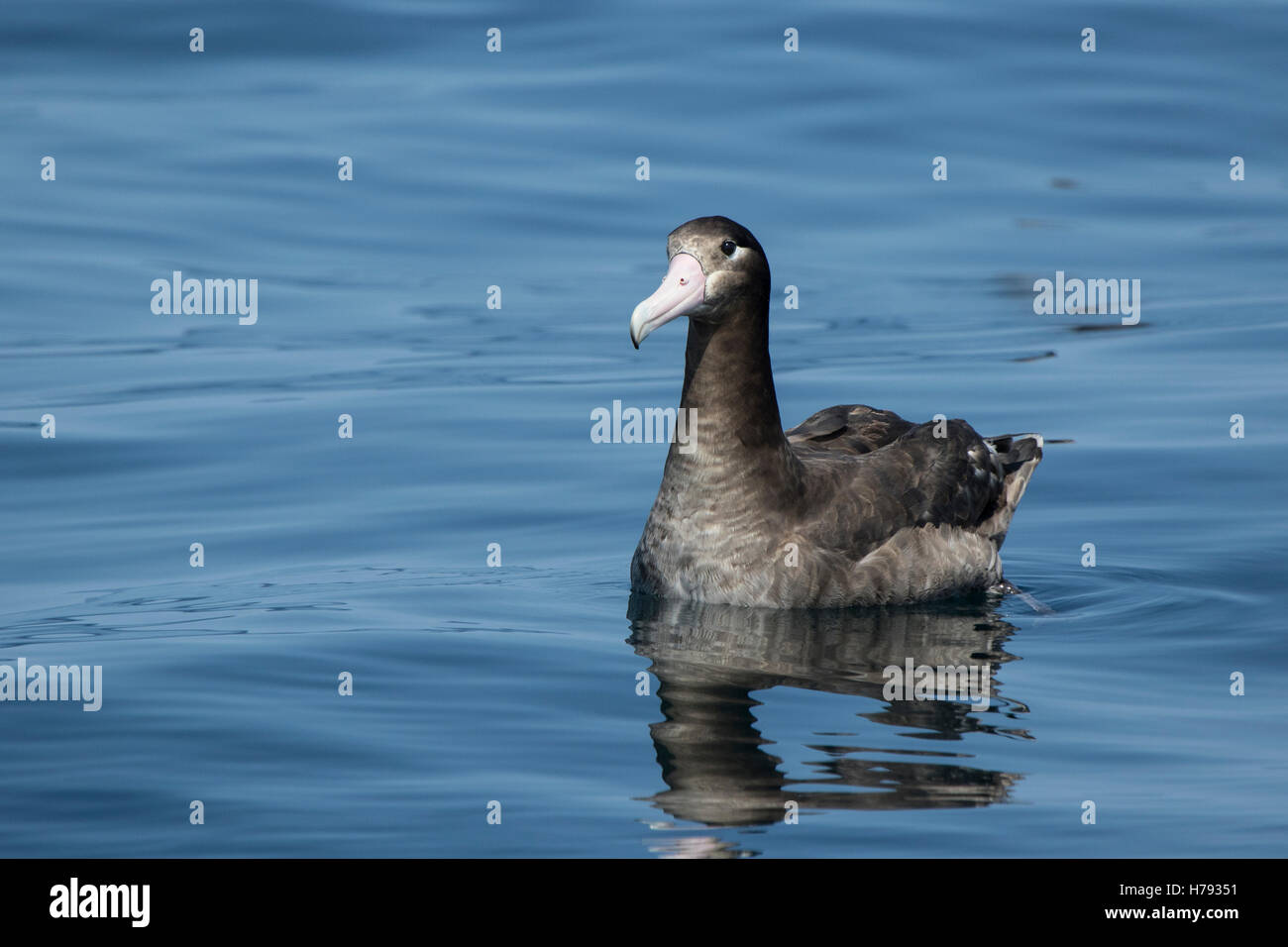 Short tailed albatross hi-res stock photography and images - Alamy