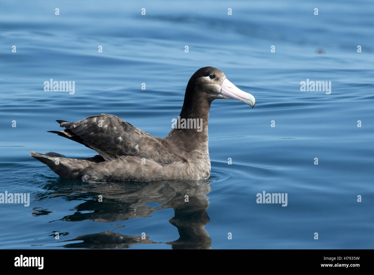 young short-tailed albatross sitting on the water sunny summer day ...