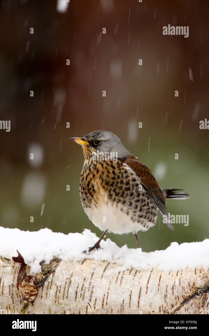 Feathers puffed out hi-res stock photography and images - Alamy