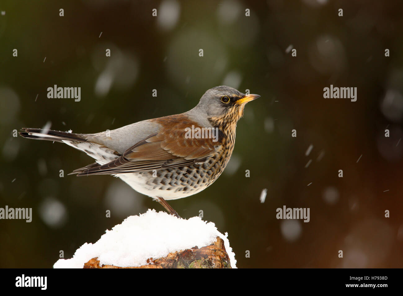 Feathers puffed out hi-res stock photography and images - Alamy