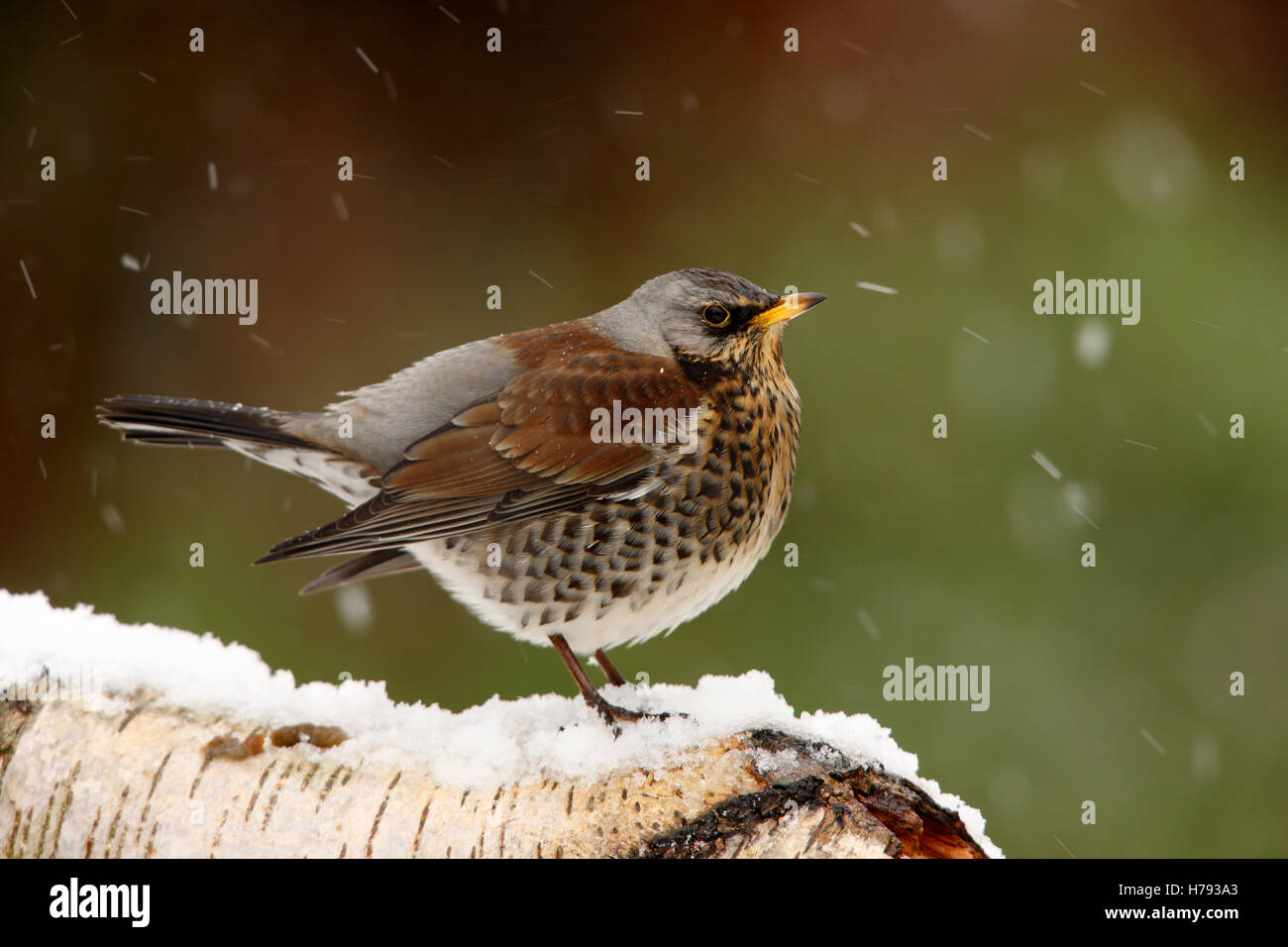 Feathers puffed out hi-res stock photography and images - Alamy