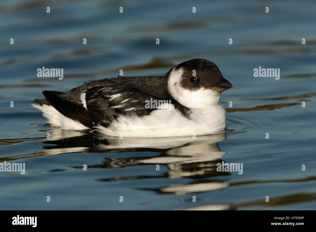 Dovekie winter plumage hi-res stock photography and images - Alamy