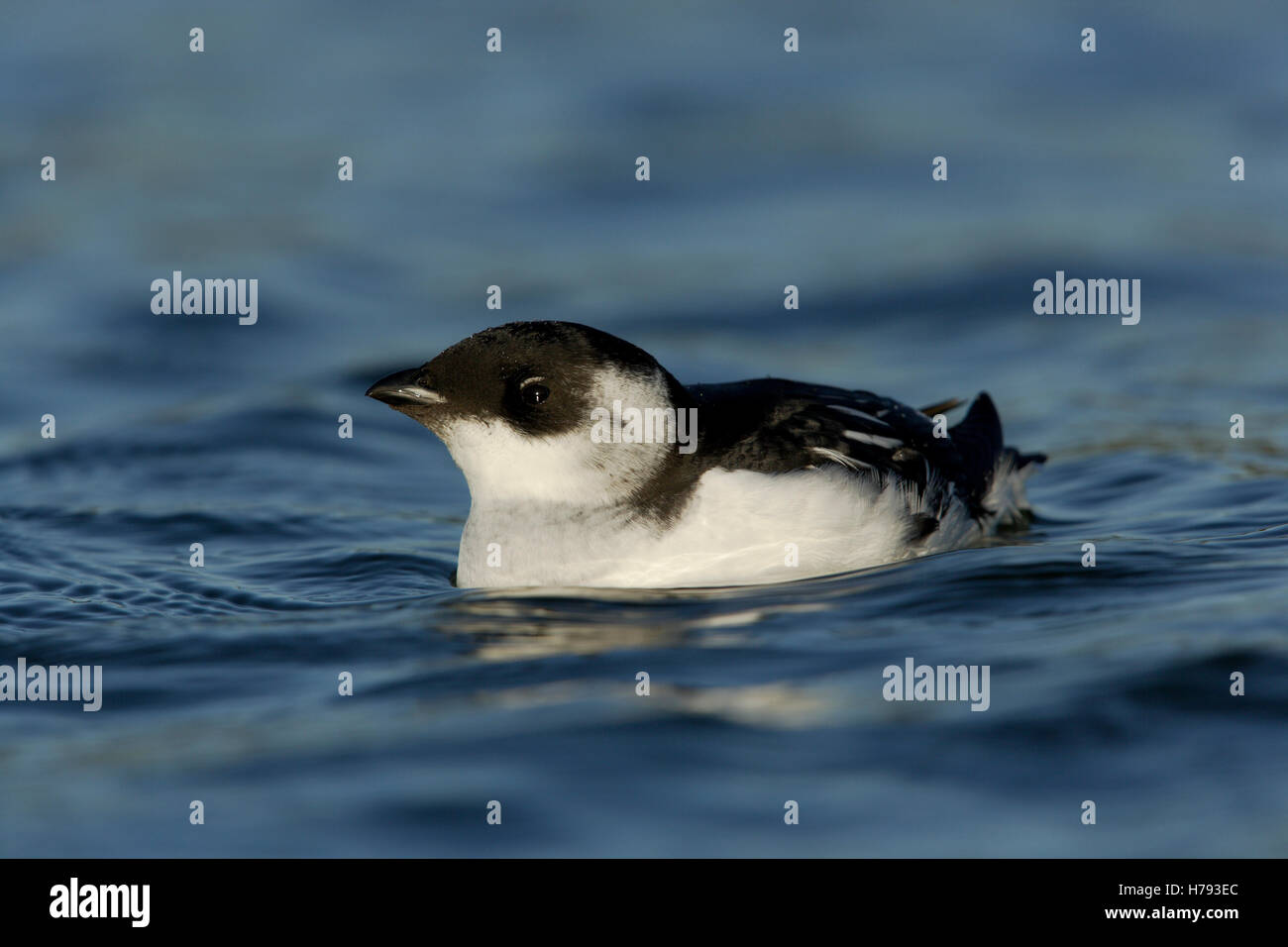 Little Auk Dovekie Alle alle in winter plumage swimming on a calm sea ...