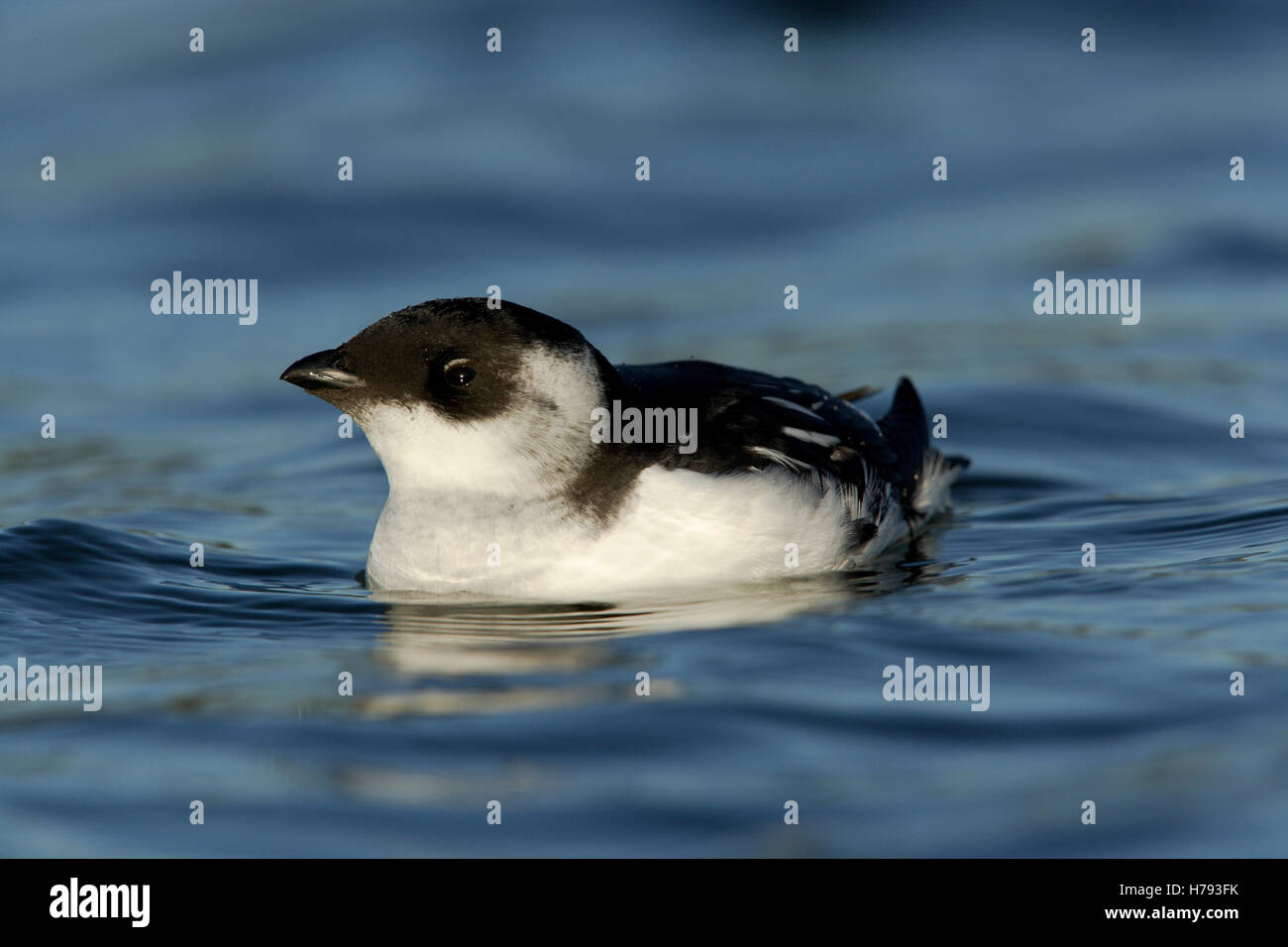 Little Auk Dovekie Alle alle in winter plumage swimming on a calm sea ...
