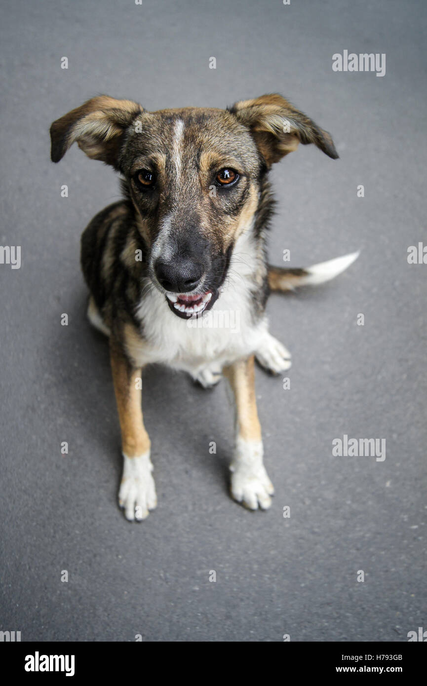 Homeless dog looking up, sitting outdoors on a pavement Stock Photo - Alamy