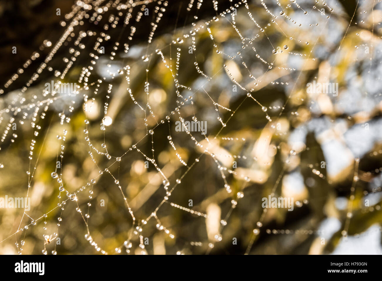 Spider web with dew drops, insect caught in the spider web Stock Photo ...